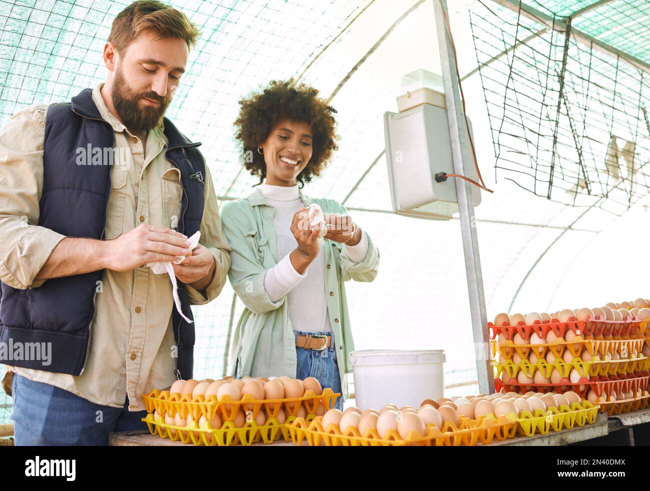 Egg production, chicken farmers and people check barn, stock and ...
