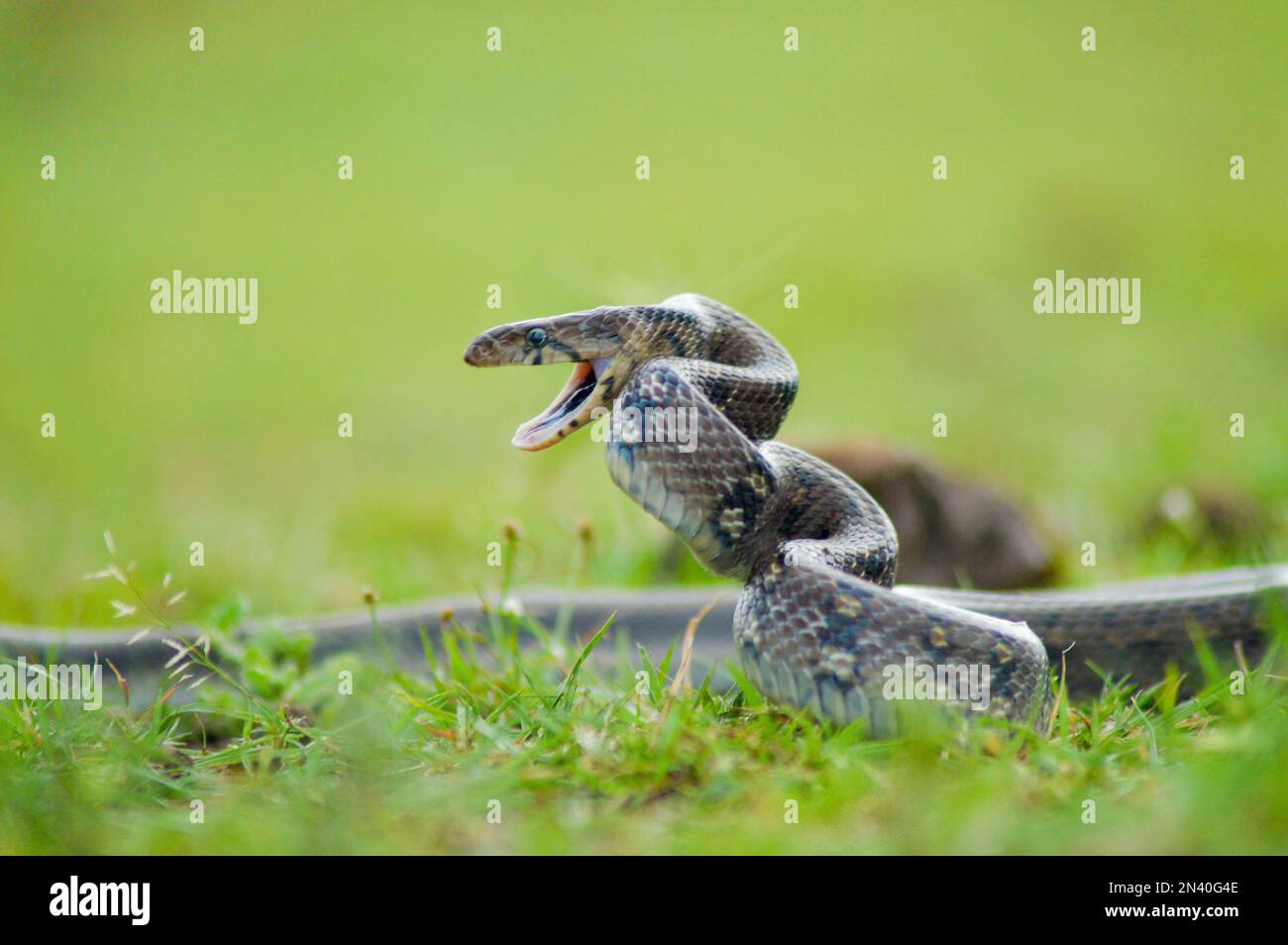 Montane Trinket snake, Coelognathus helena monticollaris, Mahableshwar ...