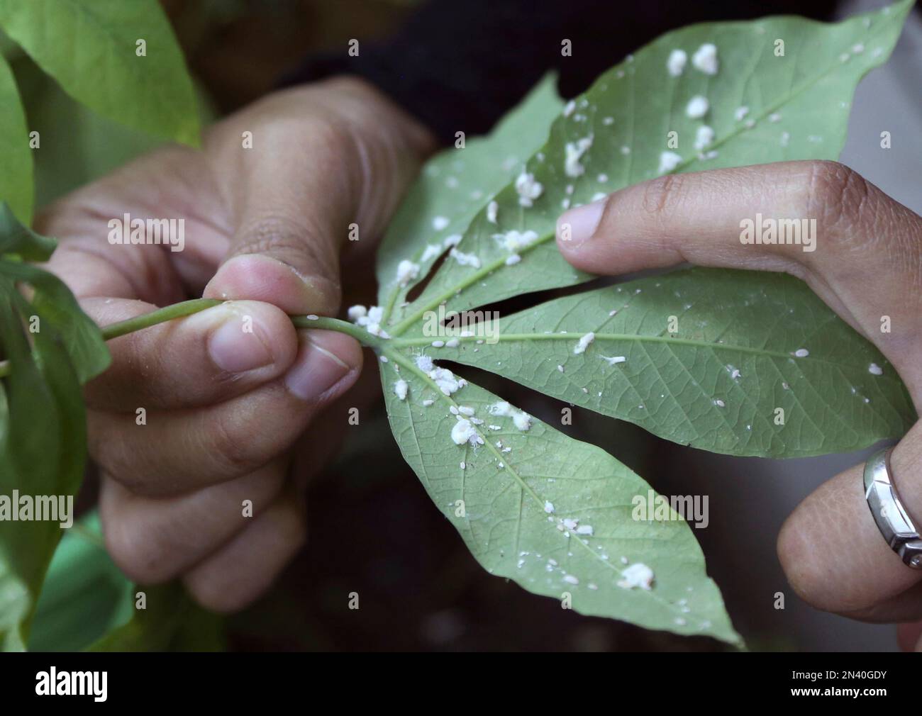 Pest pink cassava mealybugs are shown in a laboratory at Bogor ...