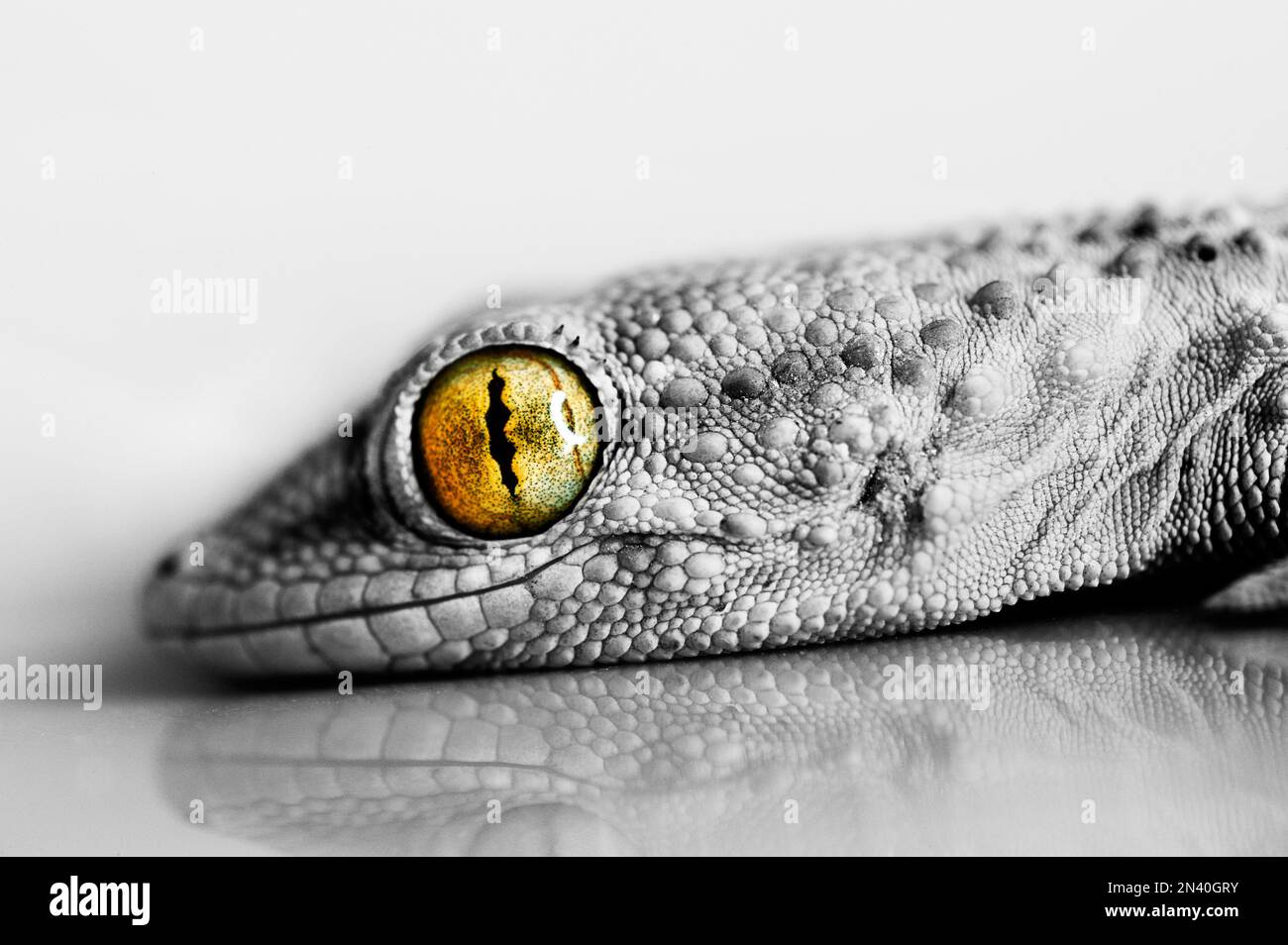 close up of the profile of a gecko's head with the brightly colored eye ...