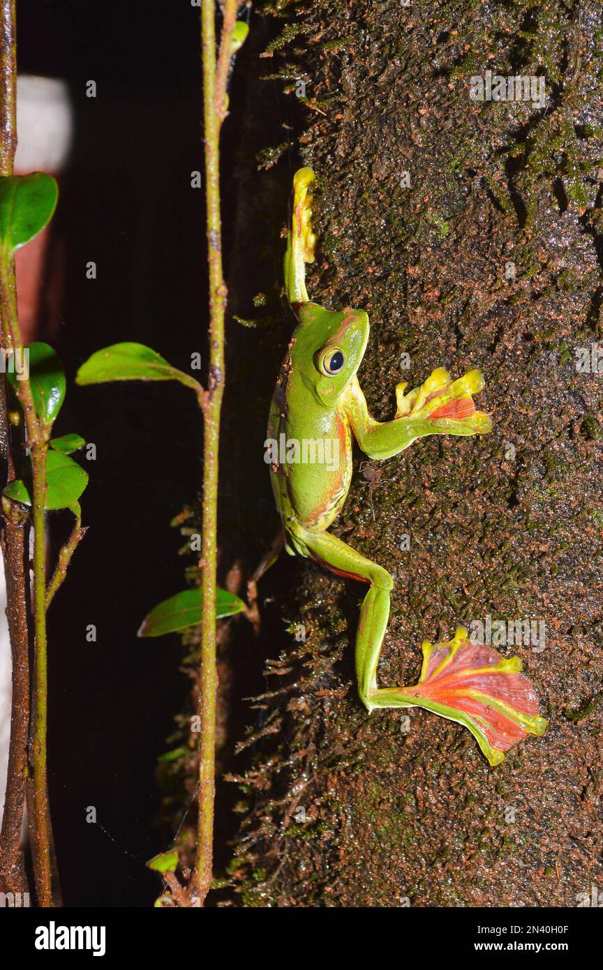Malabar gliding frog or Malabar flying frog, Rhacophorus malabaricus is ...