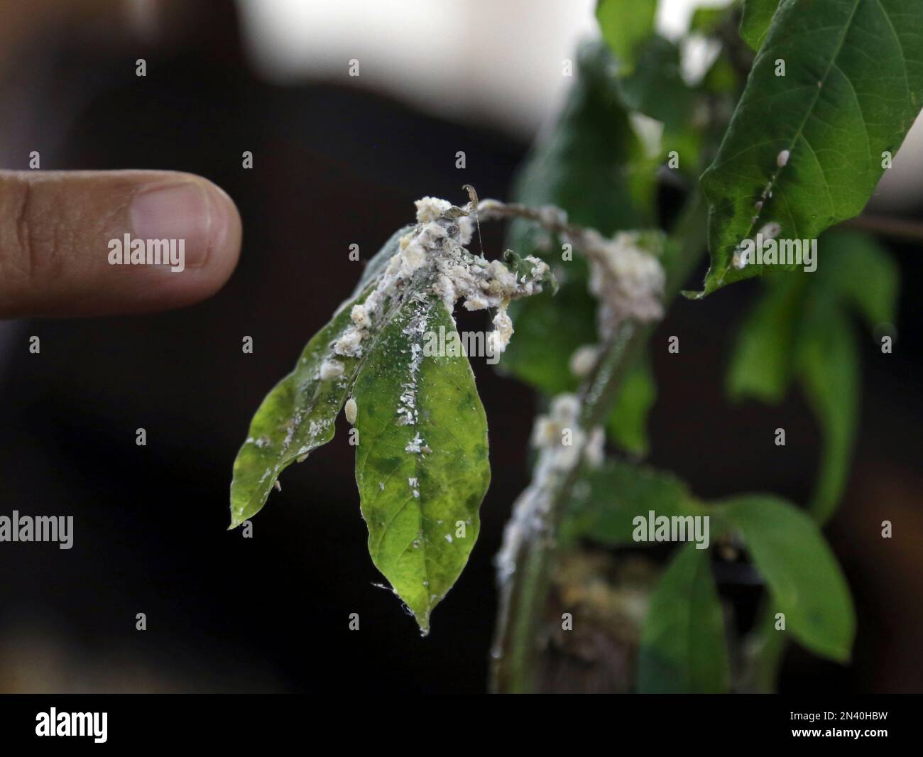 Pest pink cassava mealybugs are shown in a laboratory at Bogor ...