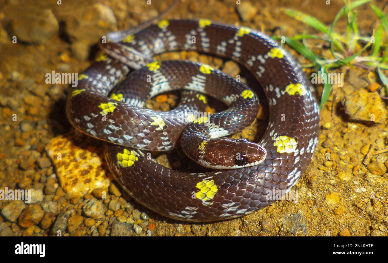 Barred Wolf snake, Lycodon aulicus, Satara, Maharashtra, India Stock ...