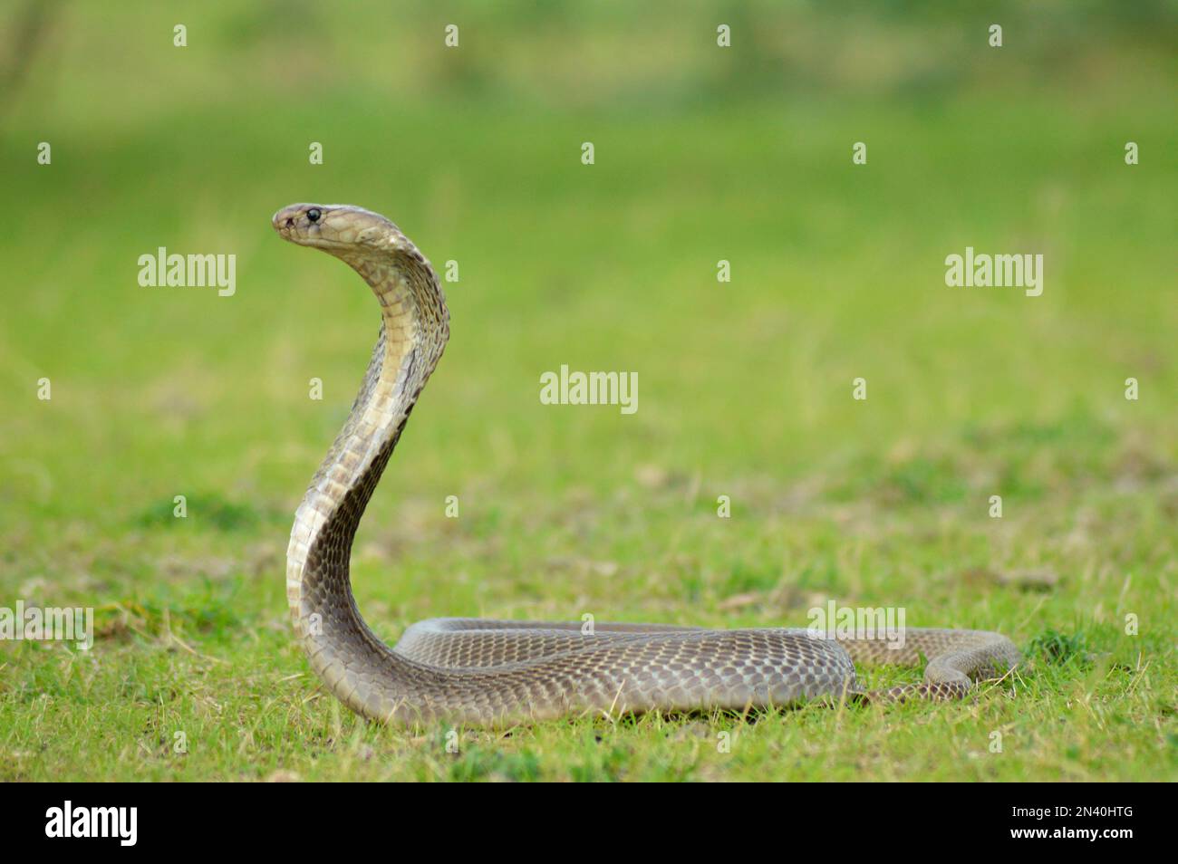 Indian cobra maharashtra hi-res stock photography and images - Alamy