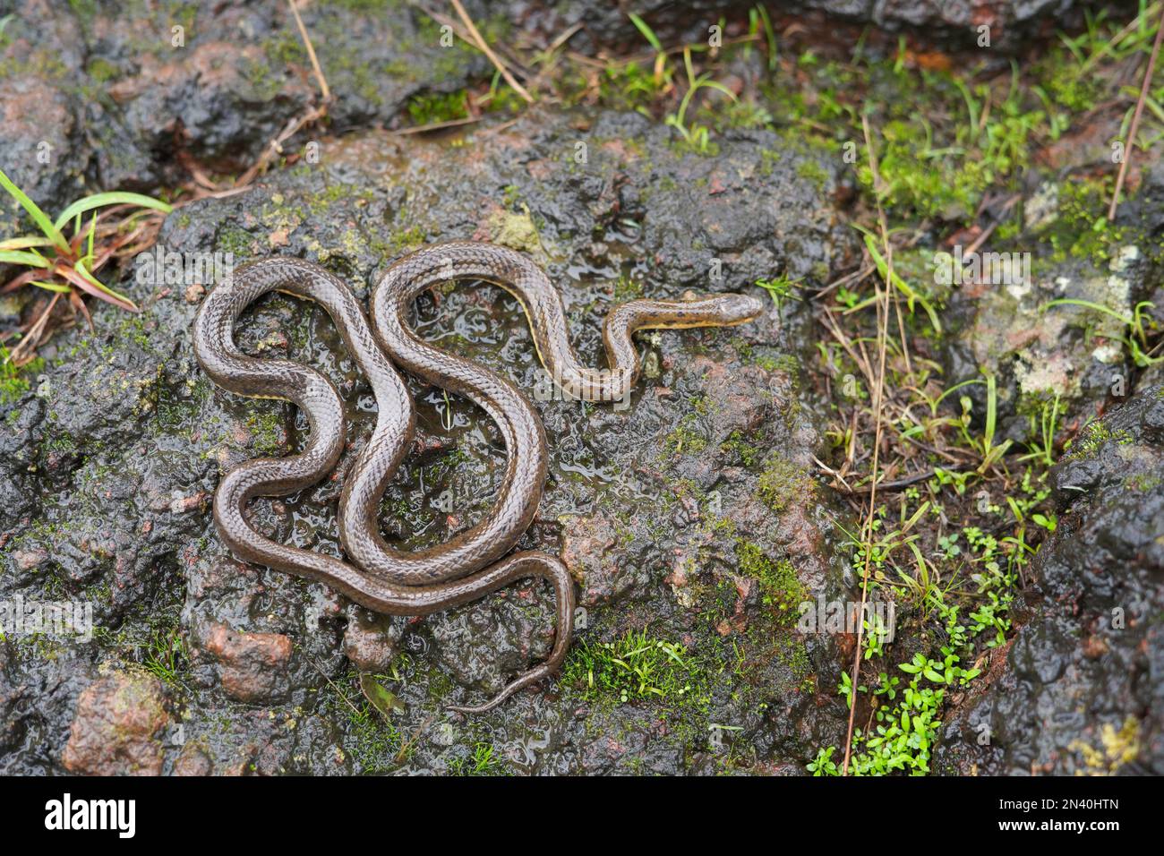 Rhabdops olivaceus, the olive trapezoid snake or olive forest snake, is ...