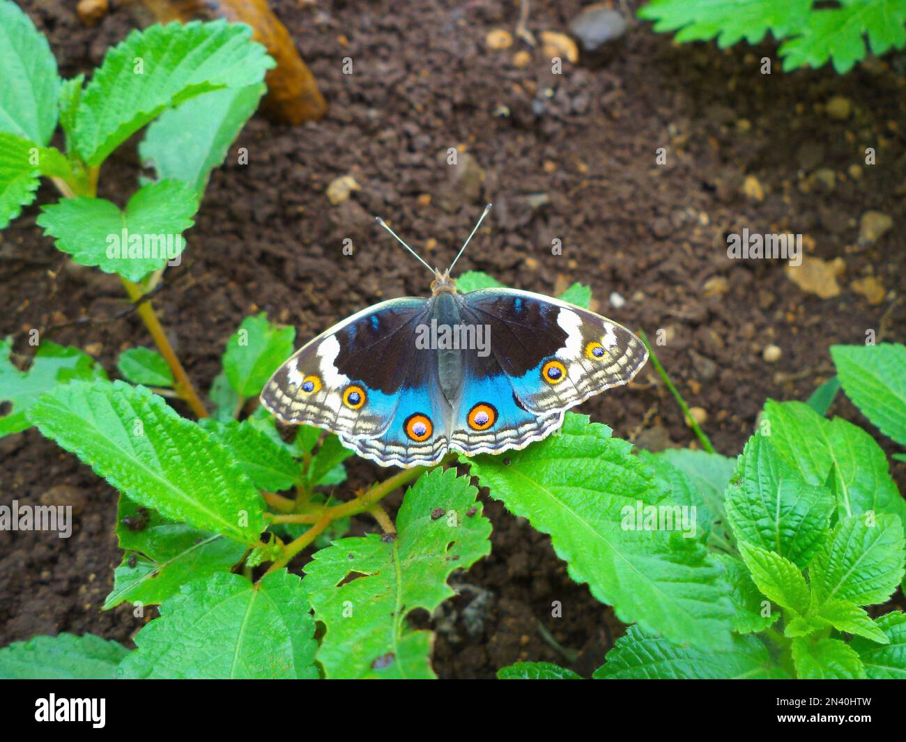 Butterfly mating behavior hi-res stock photography and images - Alamy