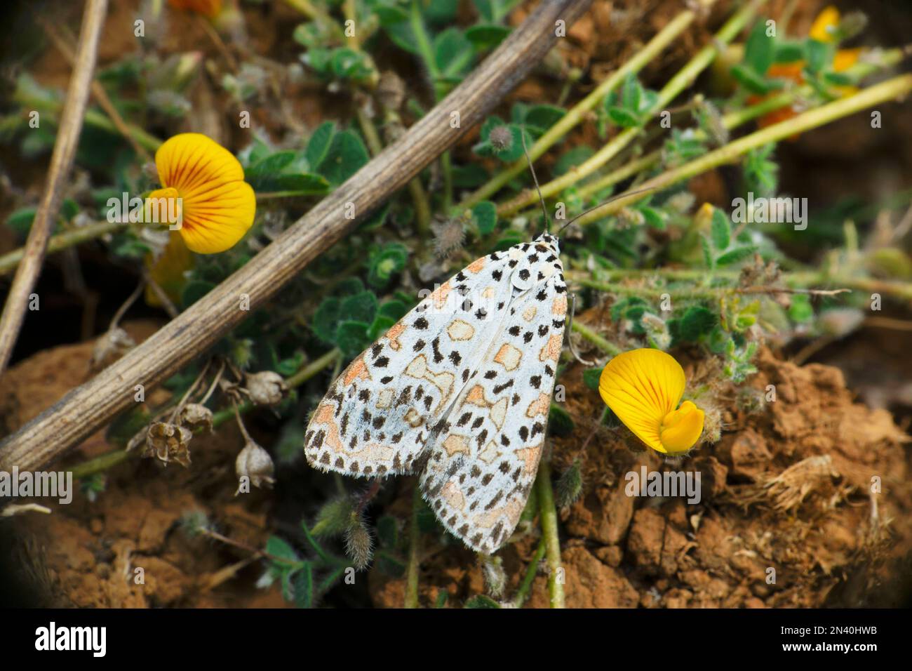 Spotted moth species, Satara, Maharashtra, India Stock Photo - Alamy