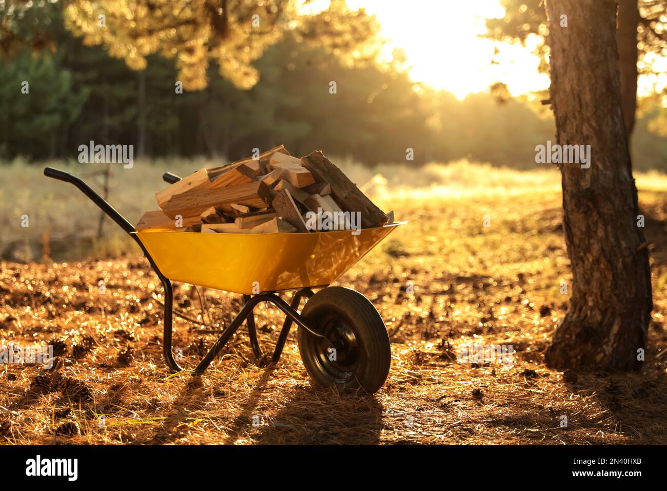 Wheelbarrow with cut firewood in forest on sunny day Stock Photo - Alamy