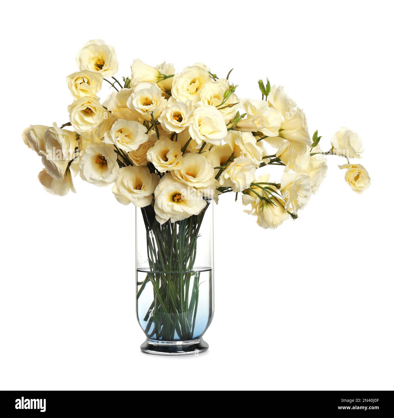 Beautiful eustoma flowers in hi-res stock photography and images - Alamy