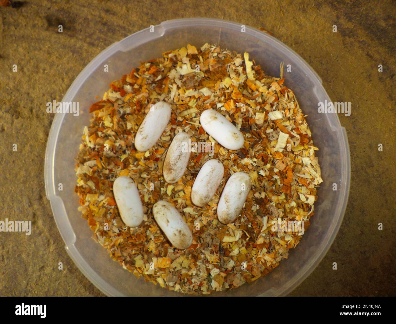 Eggs of indian trinket snake, Coelognathus helena, Satara, Maharashtra ...