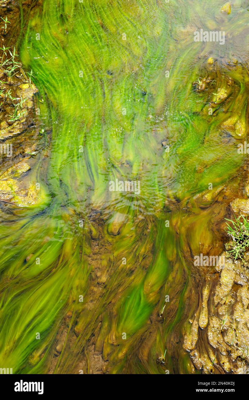 Shallow stream with bright green algae in motion of flowing water Stock ...