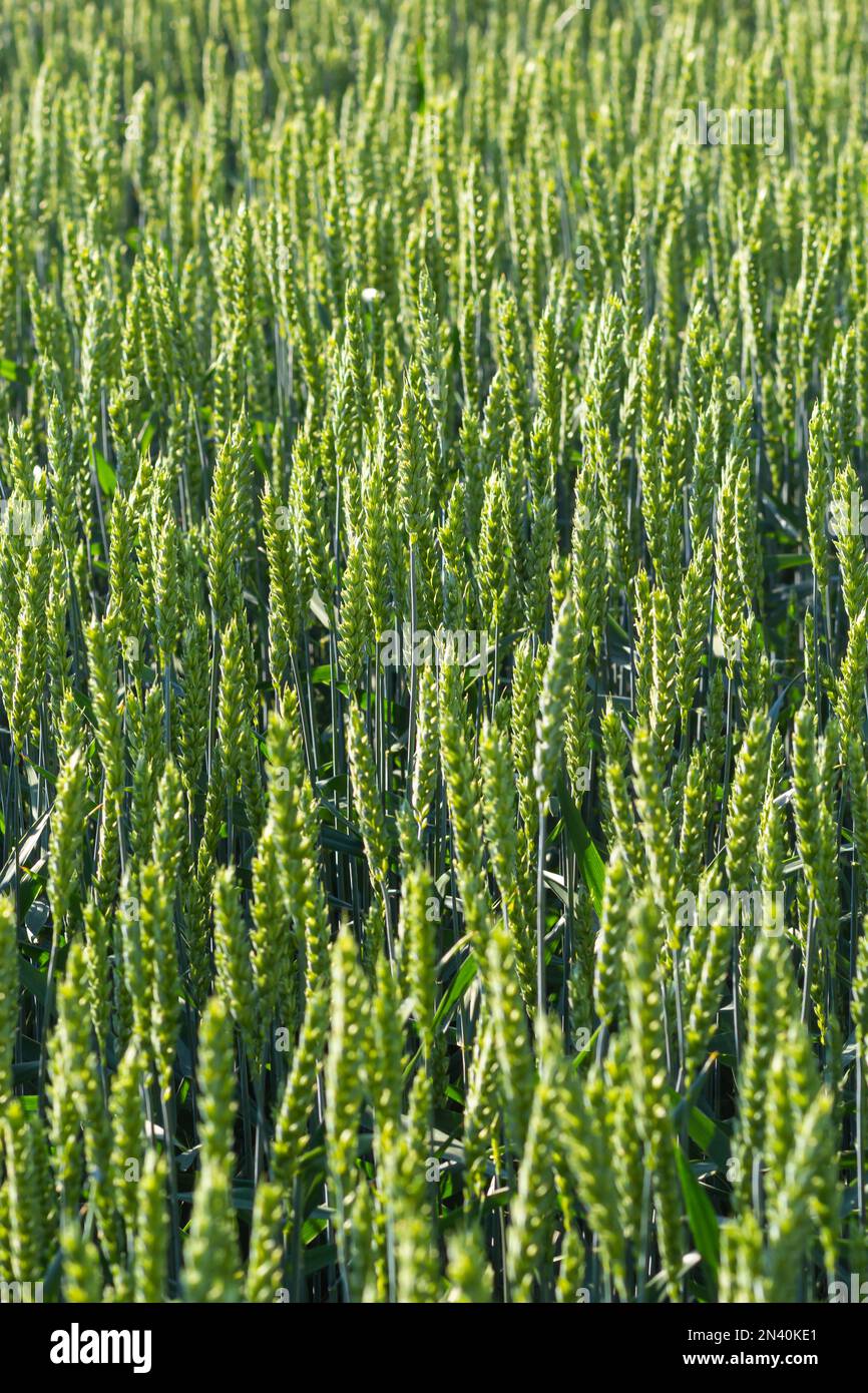 Early summer wheat crop blowing in the breeze .Traditional green wheat ...