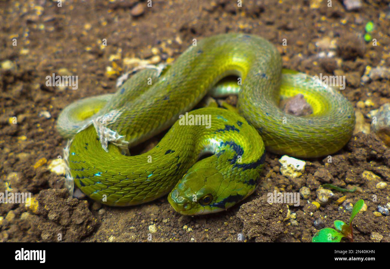 Indian grass snake, Macropistodon plumbicolour, Satara, Maharashtra ...