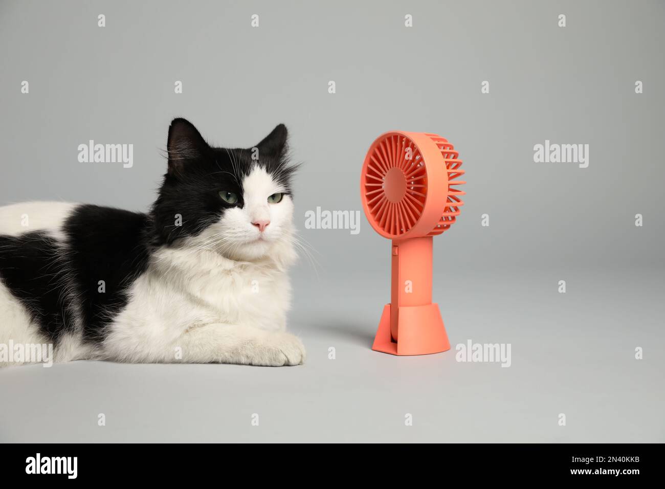 Cute fluffy cat enjoying air flow from fan on grey background. Summer ...
