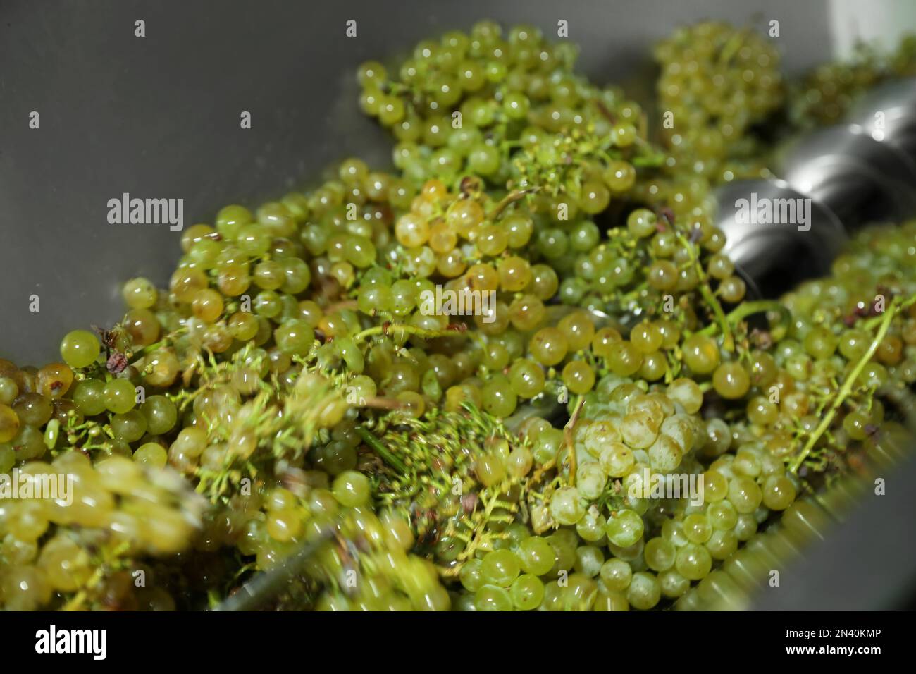 Winemaking process hi-res stock photography and images - Alamy
