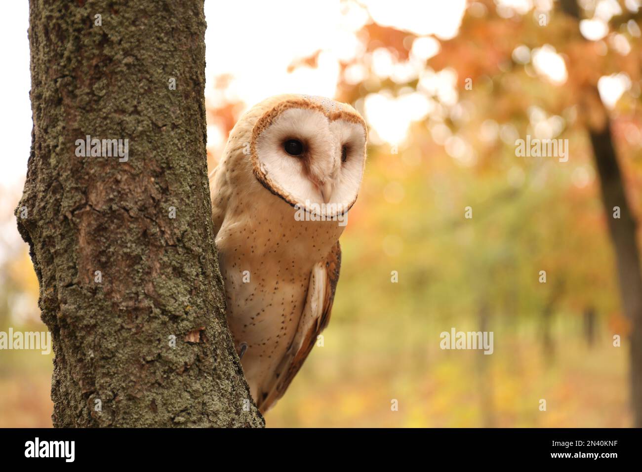 Beautiful common barn owl on tree outdoors Stock Photo - Alamy