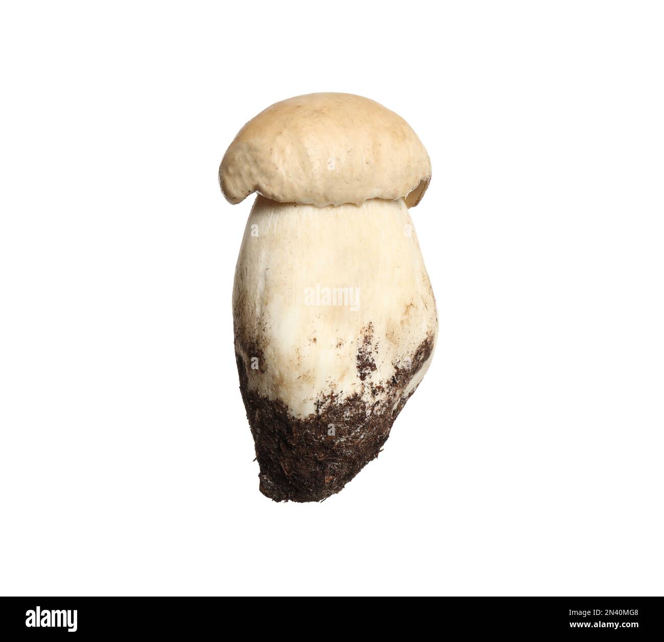 Fresh wild porcini mushroom isolated on white Stock Photo - Alamy