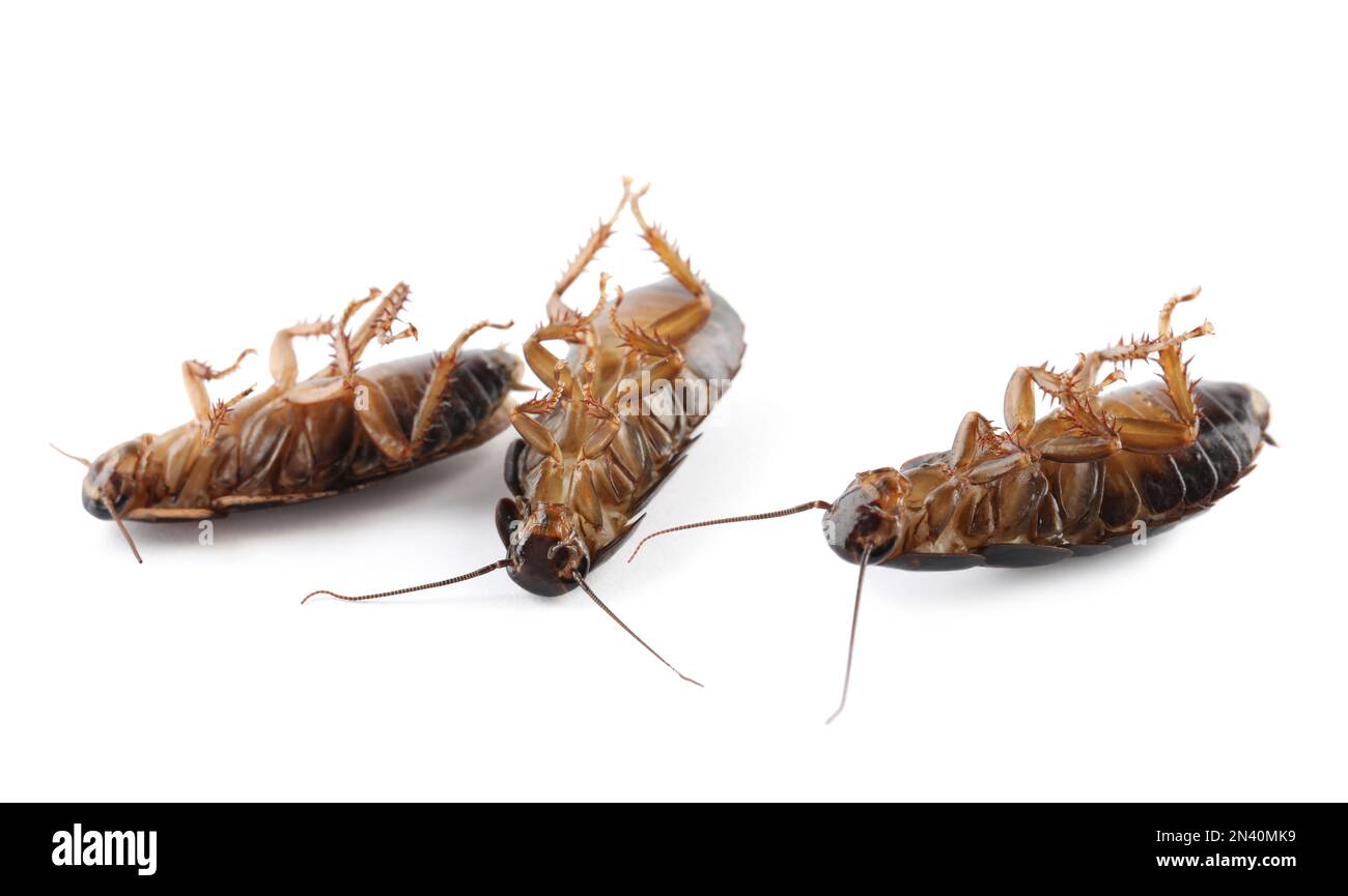 Three dead cockroaches on white background, banner design. Pest control ...