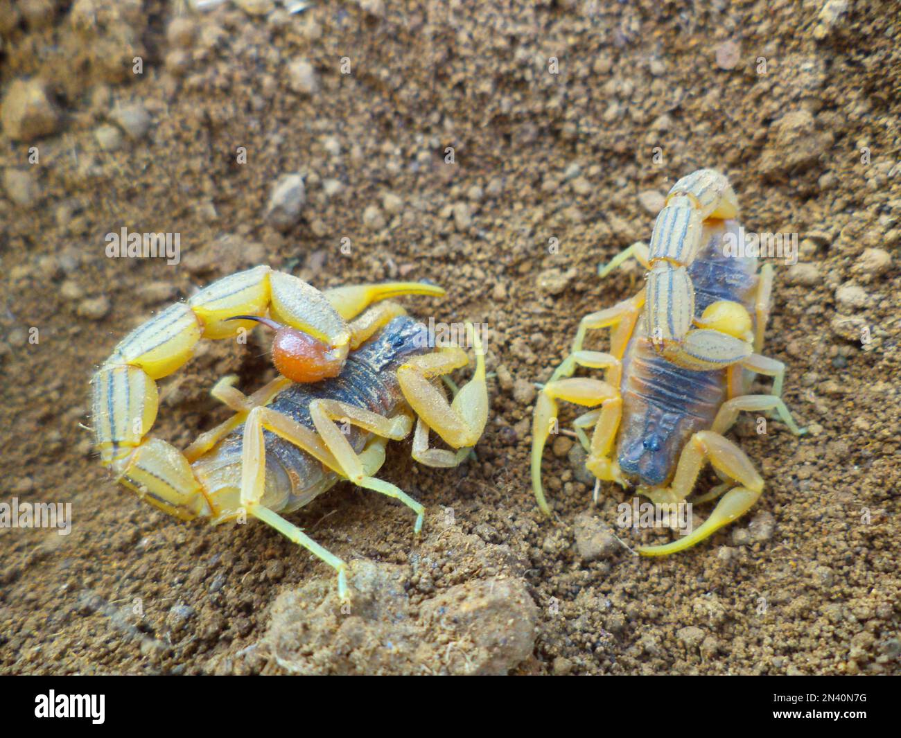 Red tailed scorpion hi-res stock photography and images - Alamy
