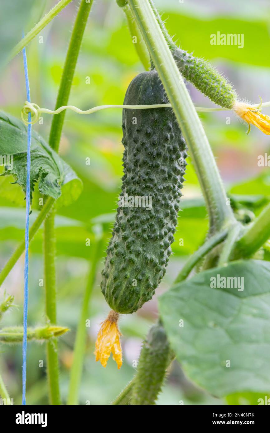 plant cucumber with yellow flowers. Juicy fresh cucumber close-up macro ...