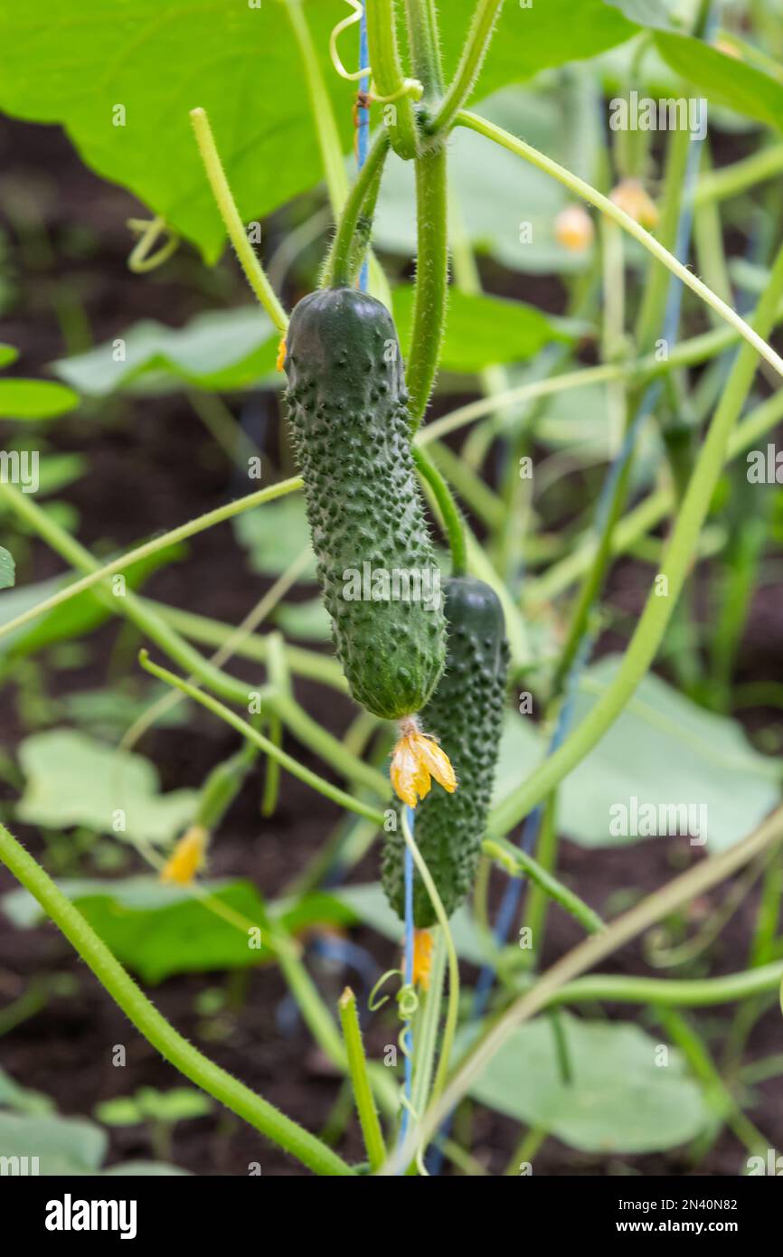 Cucumber Planting, Green Cucumber Growing Farm, Close up Stock Photo ...