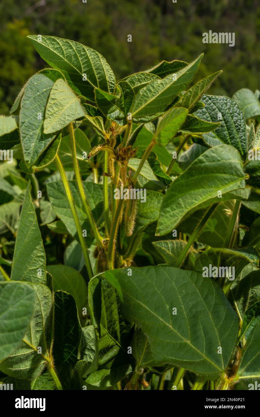Soybean pods on soybean plantation, on blue sky background, close up ...