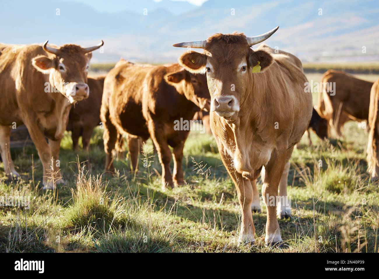 Sustainability, farming and cows on field, happy animals in countryside ...