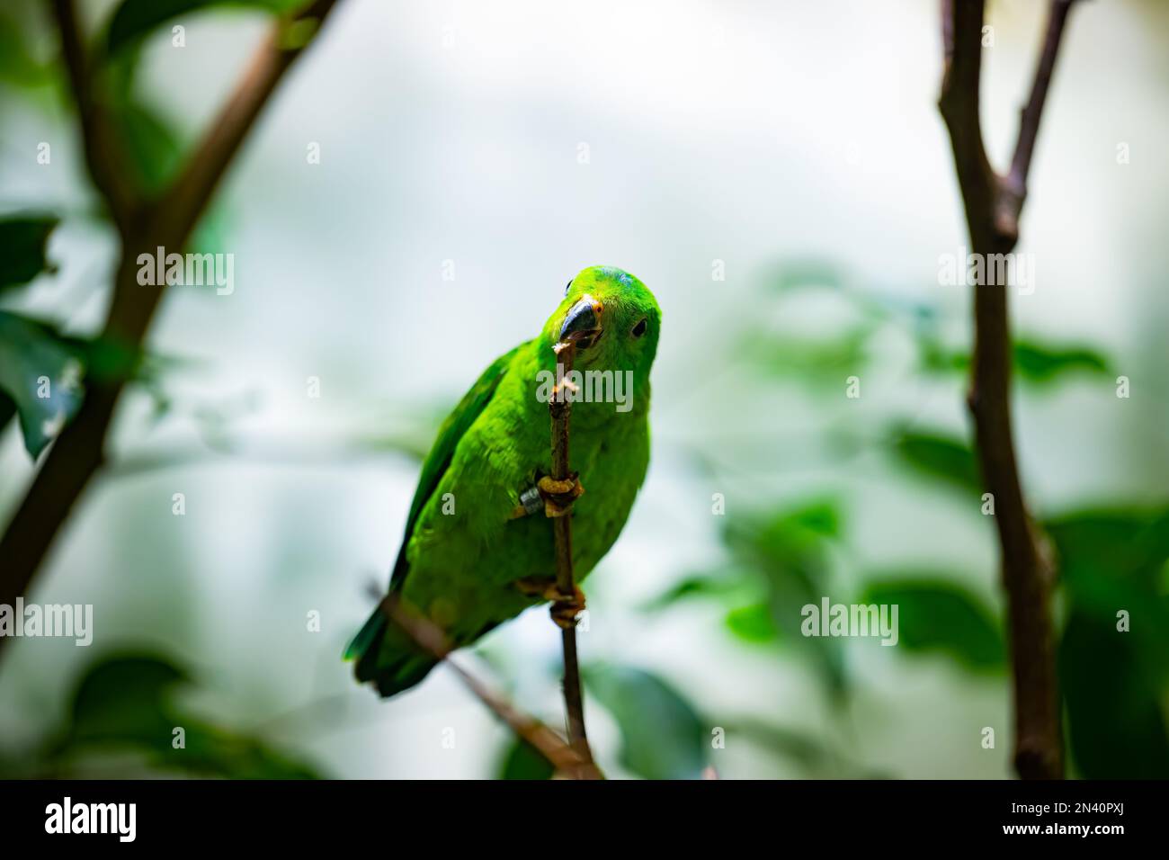 A closeup of a Serendak (Loriculus galgulus) on a branch against ...