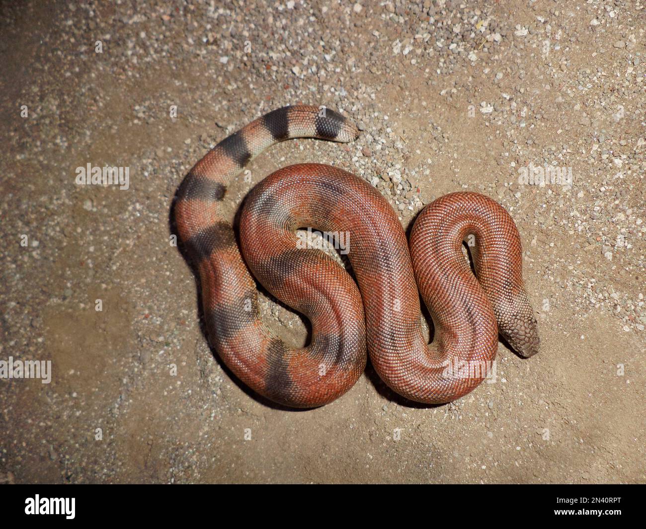 Sand boasnake hi-res stock photography and images - Alamy