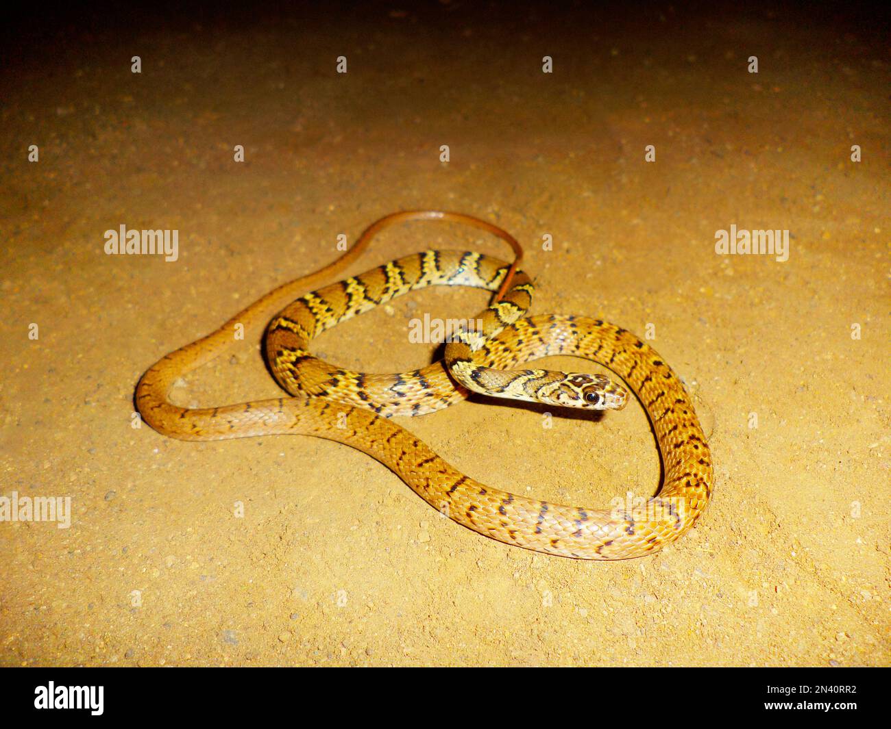 Platyceps gracilis hi-res stock photography and images - Alamy