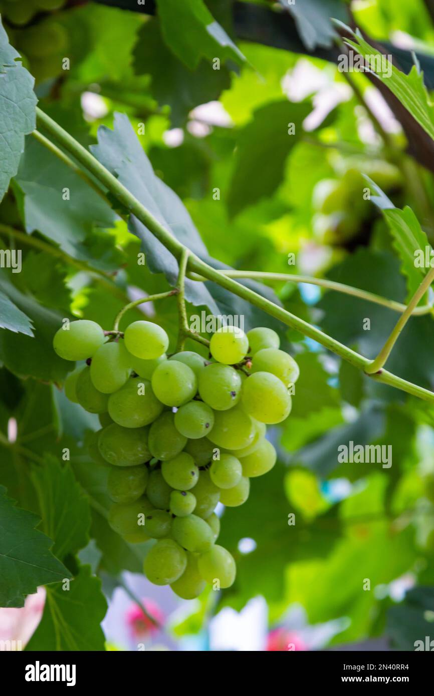 Juicy and tasty big bunches of ripe grapes on plantation bushes Stock ...