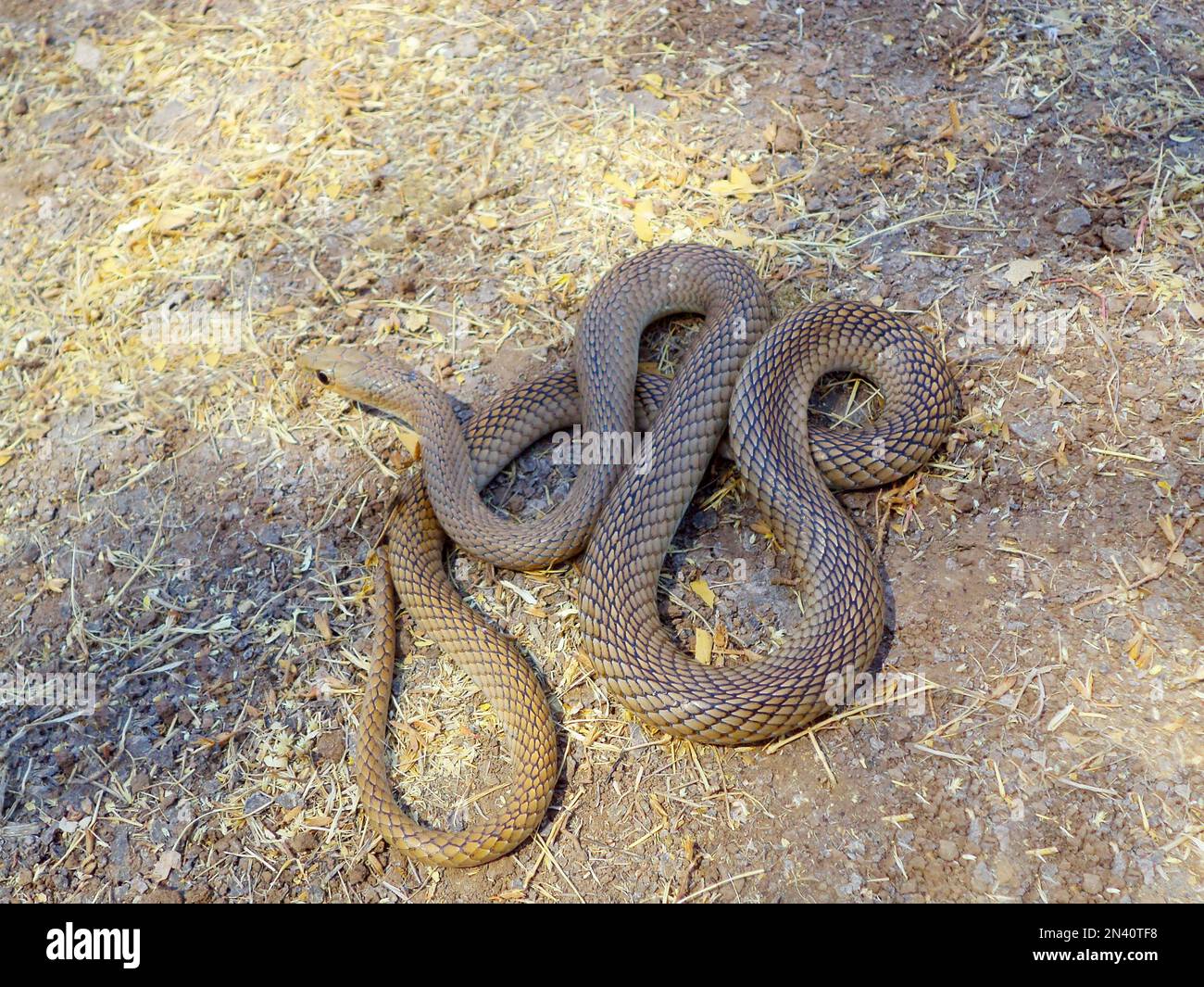 Slendersnake hi-res stock photography and images - Alamy