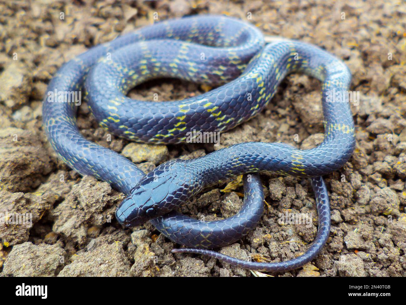 Travancore wolf snake lycodon travancoricus hi-res stock photography ...