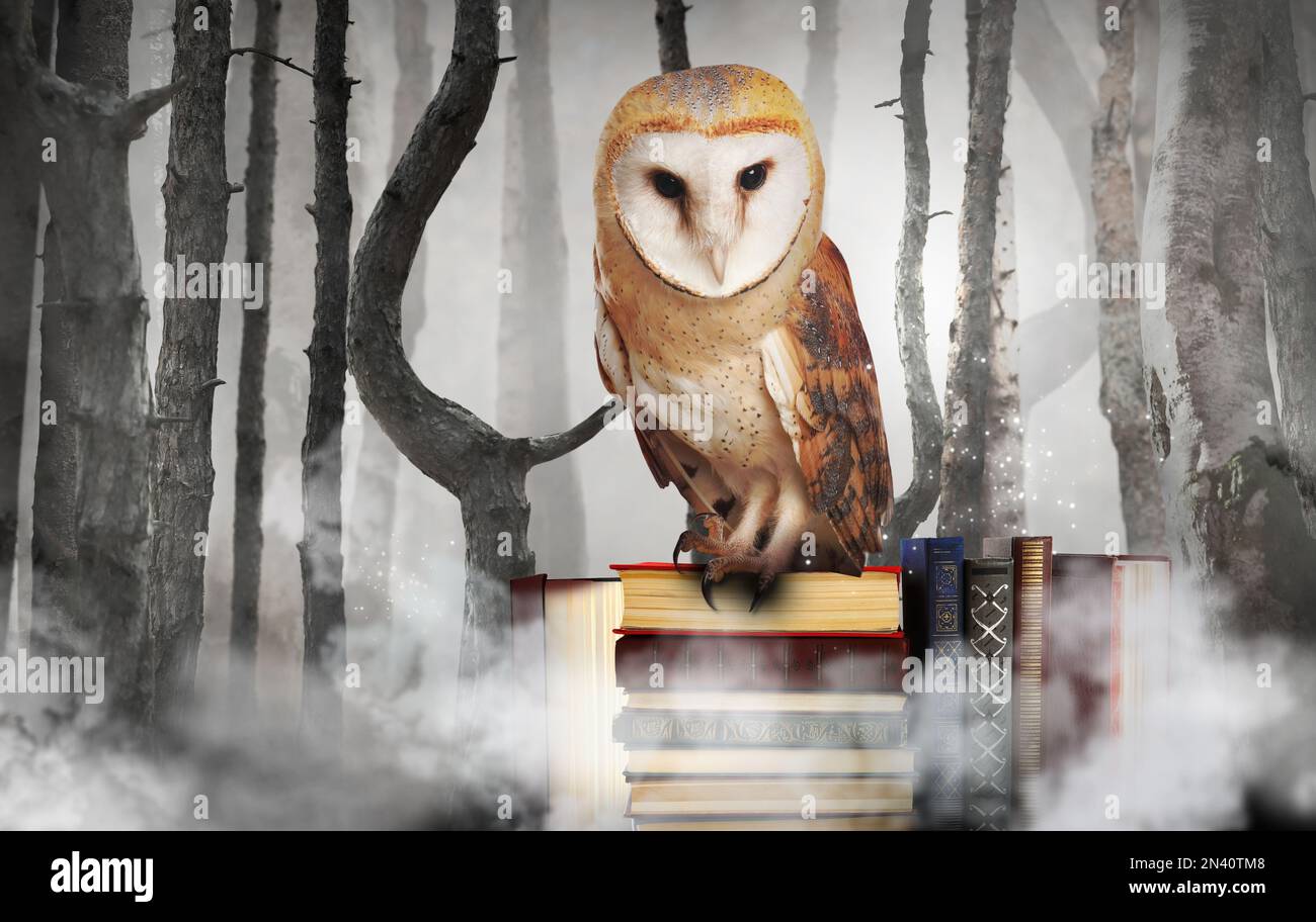 Beautiful wise owl on books in fantasy world Stock Photo - Alamy