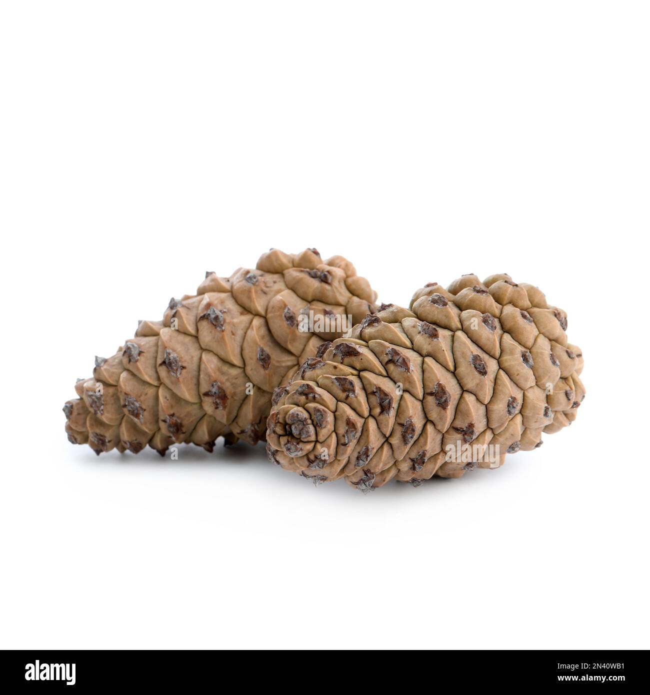 Fresh young conifer cones on white background Stock Photo - Alamy