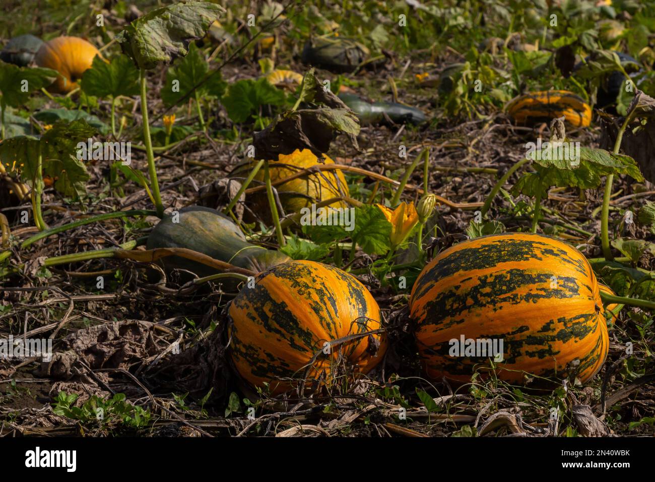 Buttercup squash - green sweet pumpkin in the garden, farm. Pumpkin ...