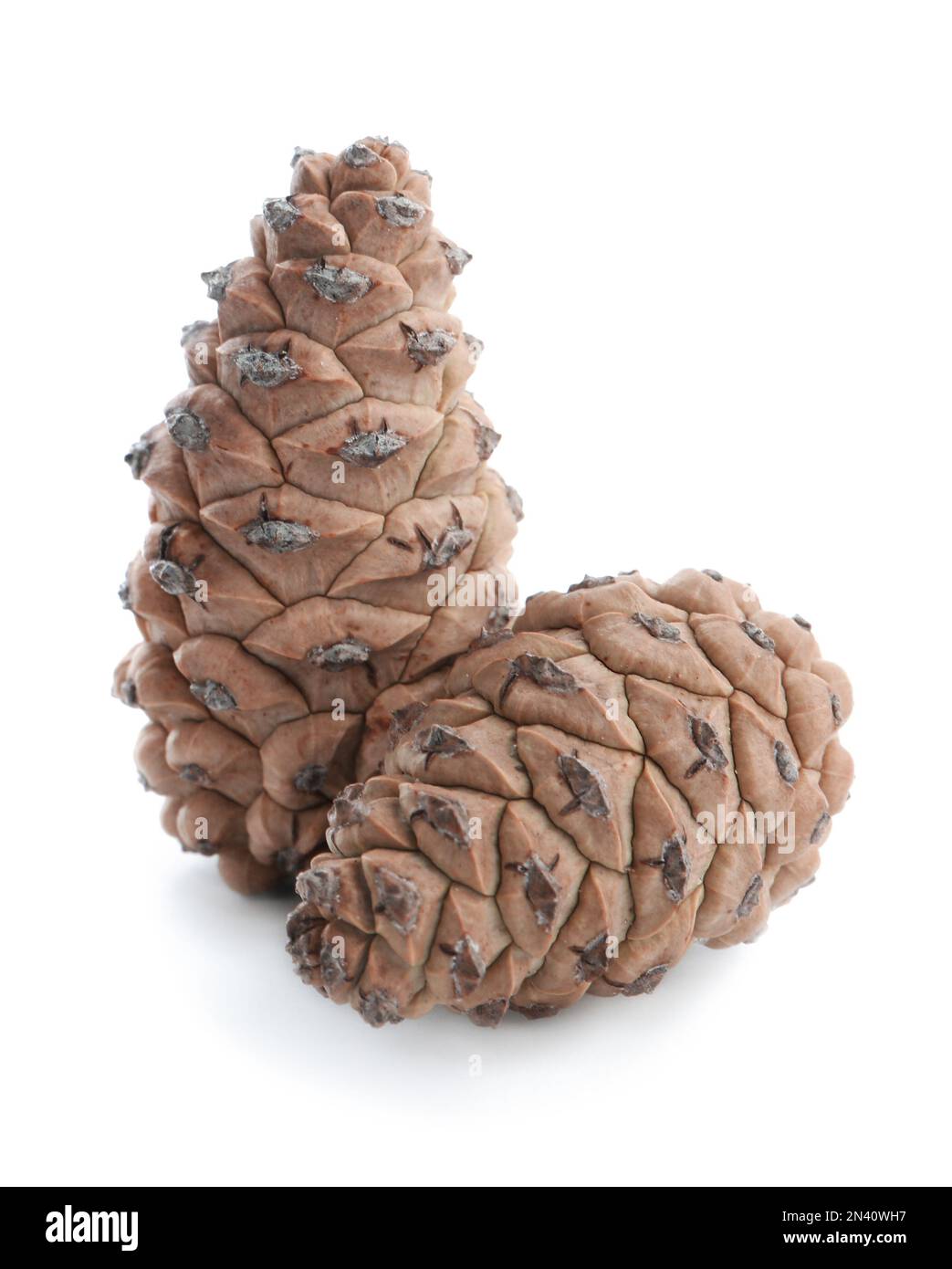Fresh young conifer cones on white background Stock Photo - Alamy