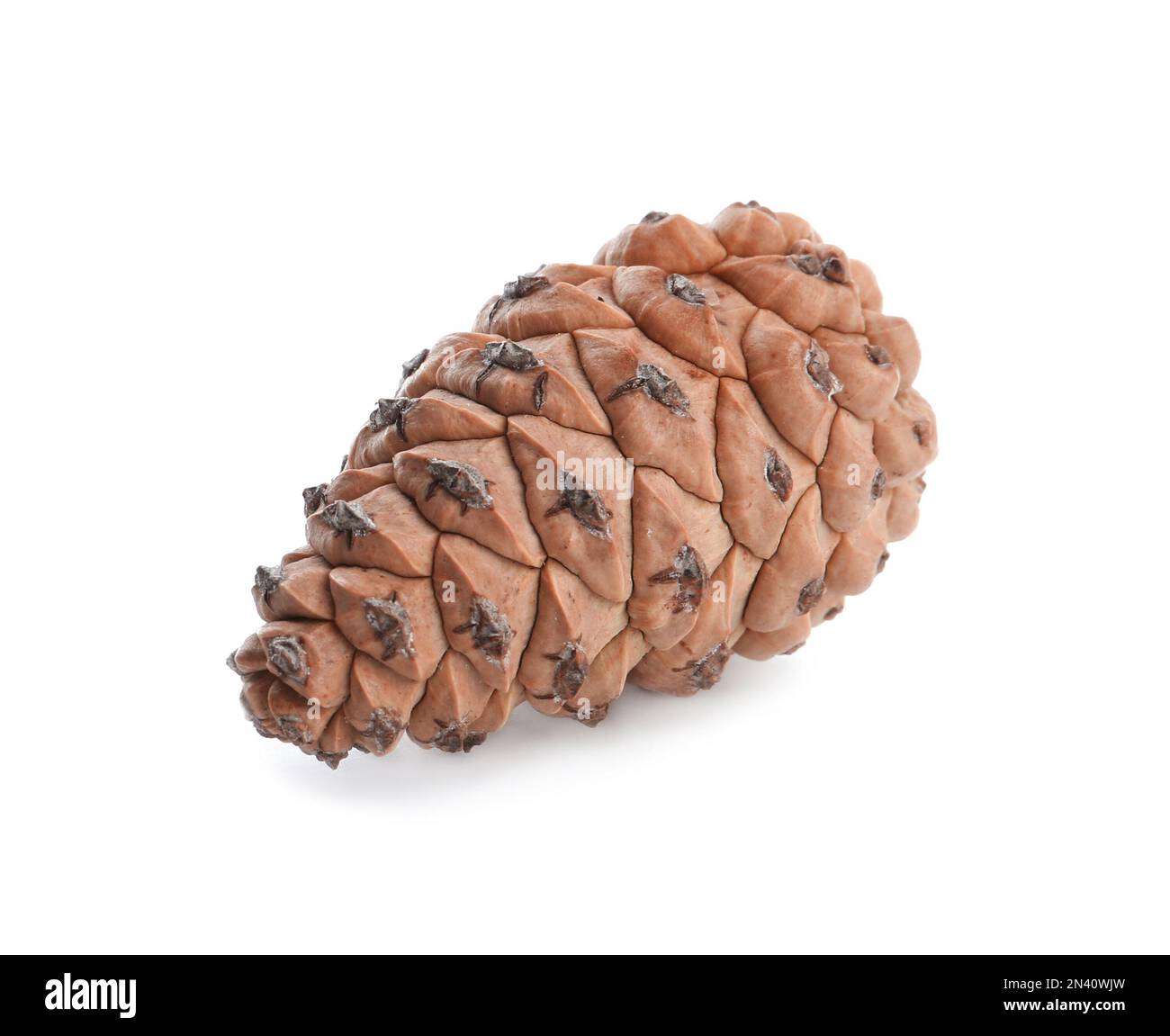 Conifer detail Cut Out Stock Images & Pictures - Alamy