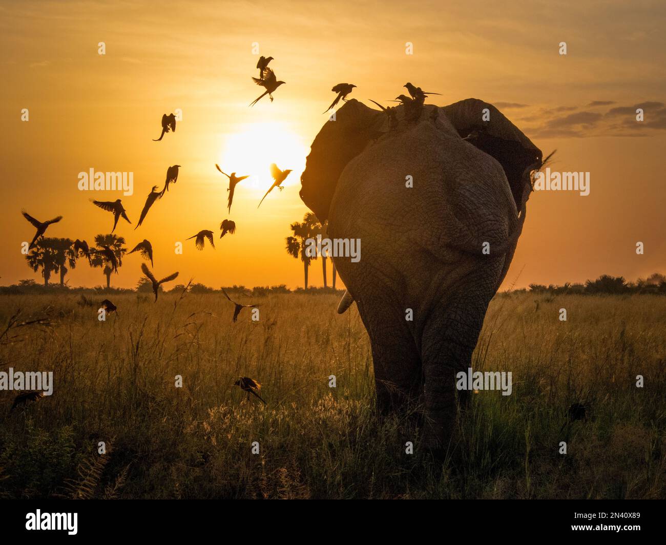 Elephant in the field with birds flying around it Stock Photo - Alamy
