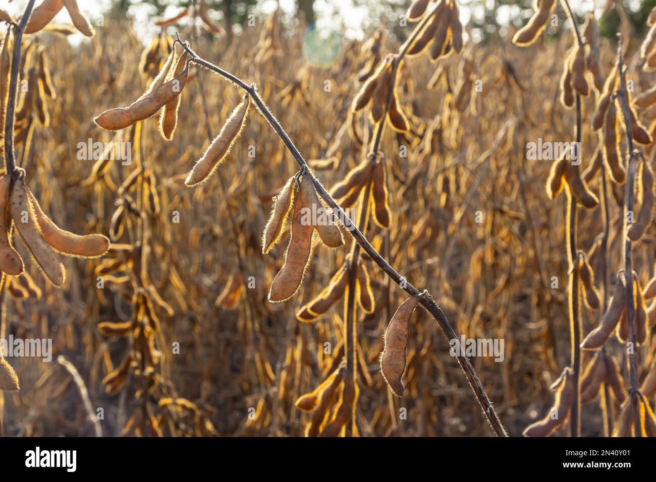 Soybeans pod macro. Harvest of soy beans - agriculture legumes plant ...