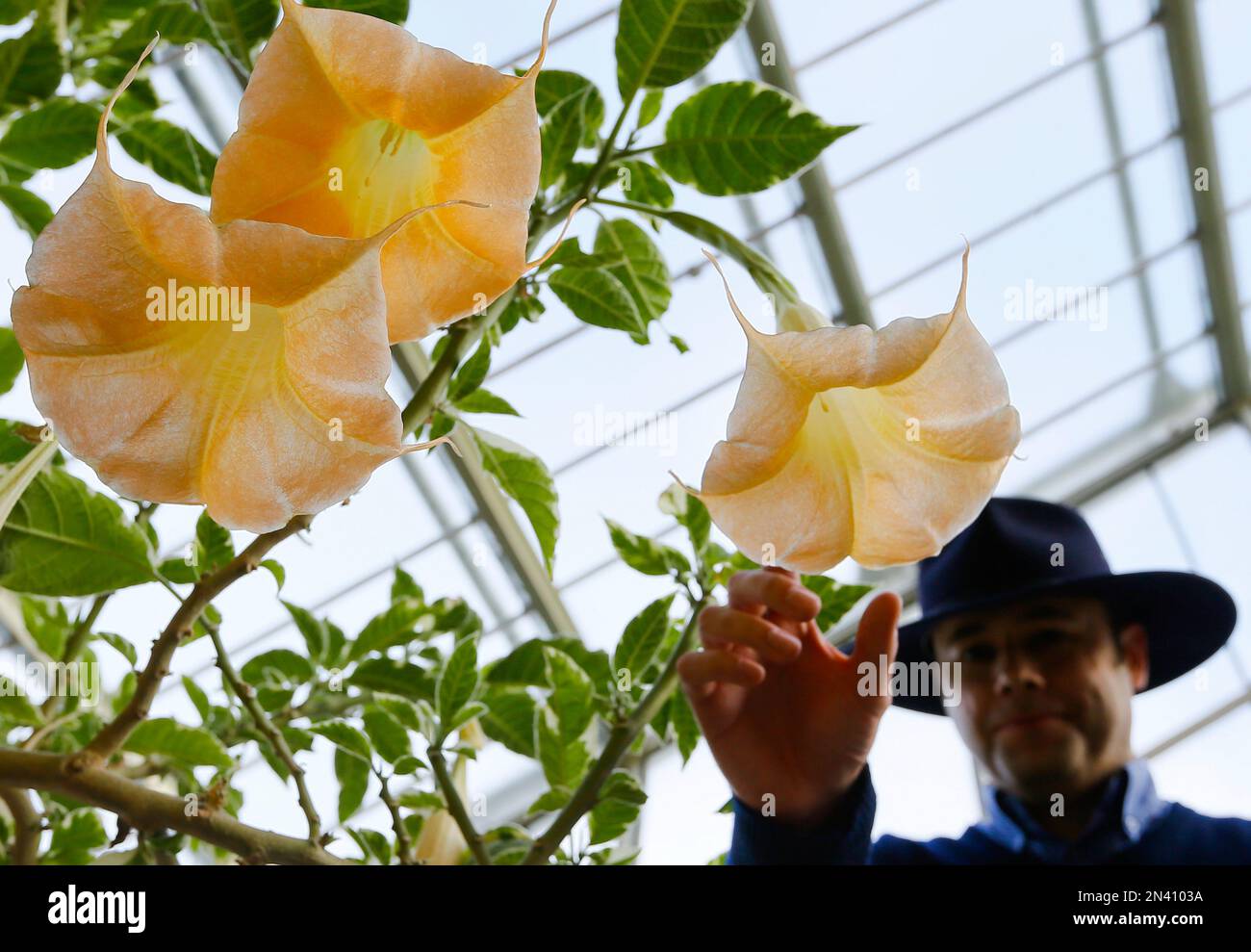 An employee touches the flower of a Datura Stramonium plant, part of ...