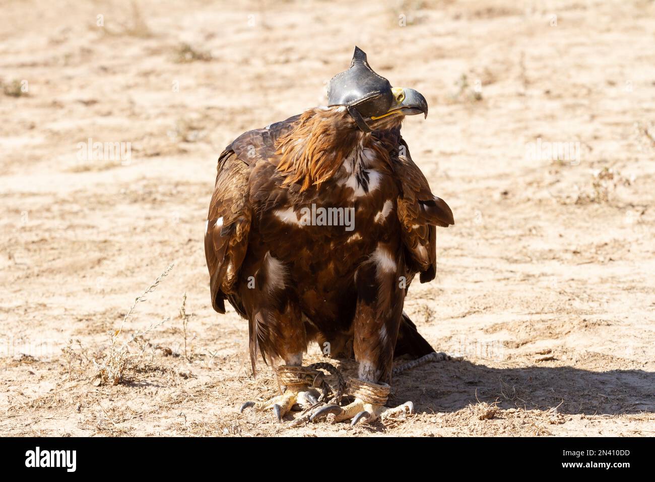Golden eagle sits before hunting in the steppe, Kyrgyzstan Stock Photo ...