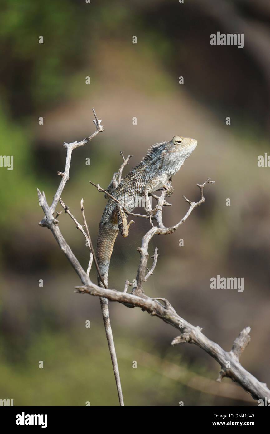 India calotes versicolor oriental garden lizard hi-res stock ...
