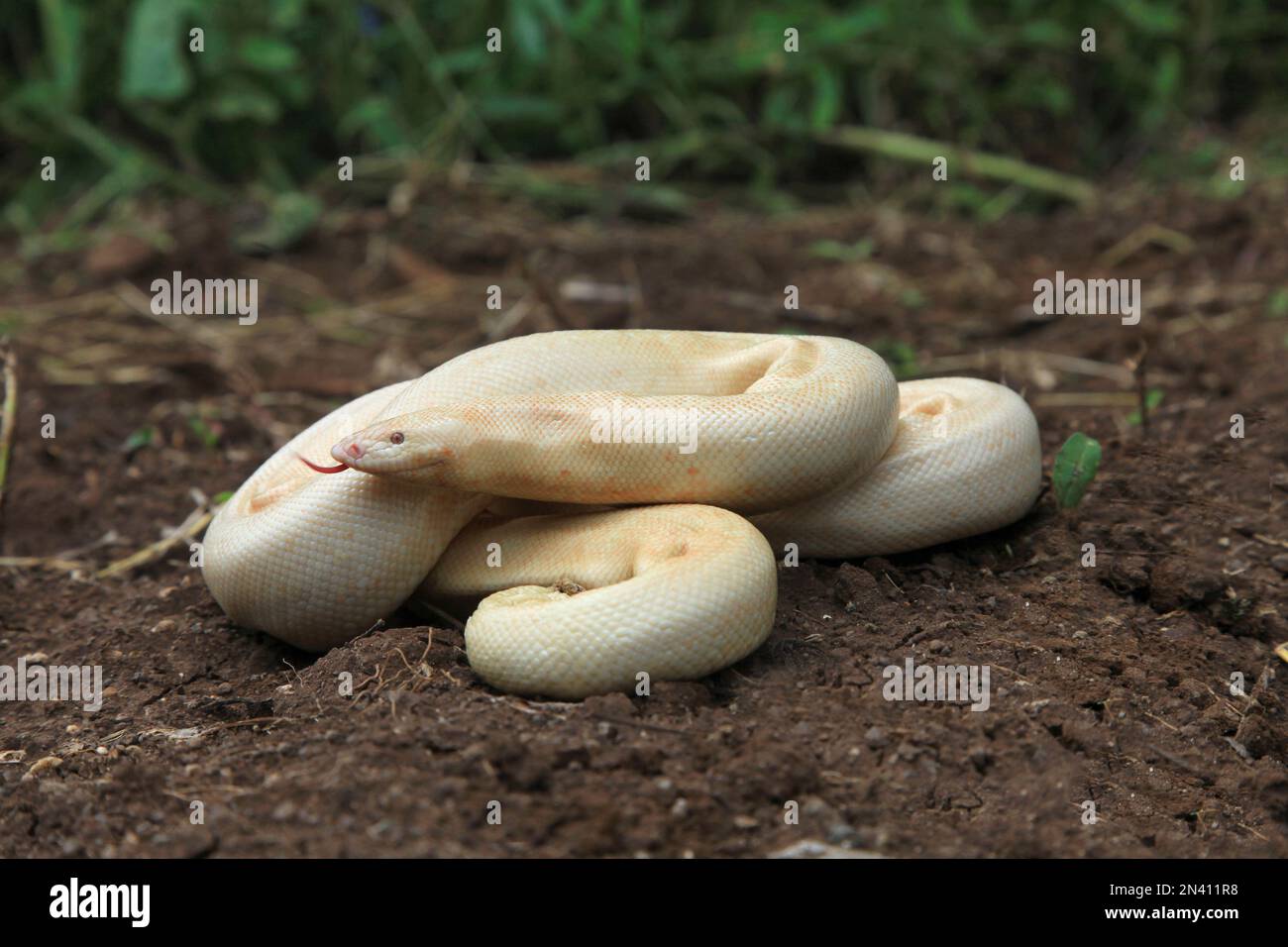 Sand boasnake hi-res stock photography and images - Alamy