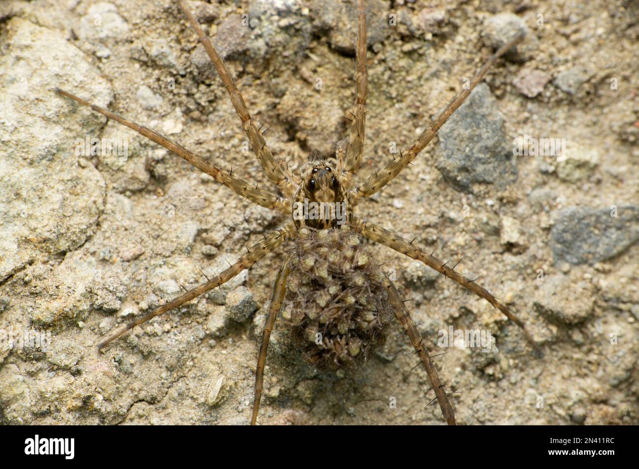Wolf spider babies hi-res stock photography and images - Alamy