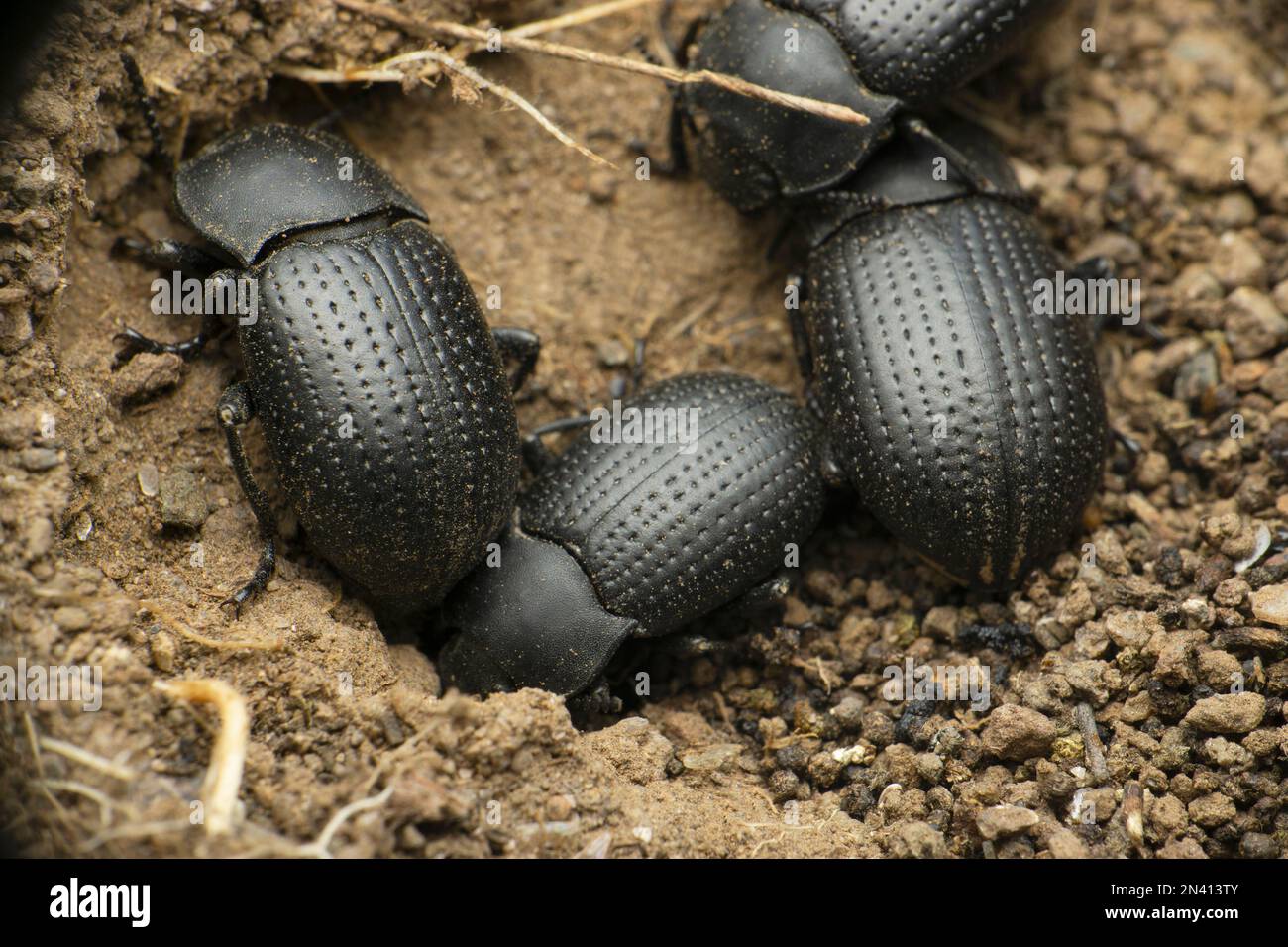 Beetles of india hi-res stock photography and images - Alamy