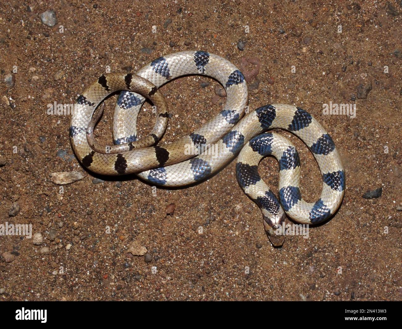 Common kukri snake or banded kukri, Oligodon arnensis, Satara ...