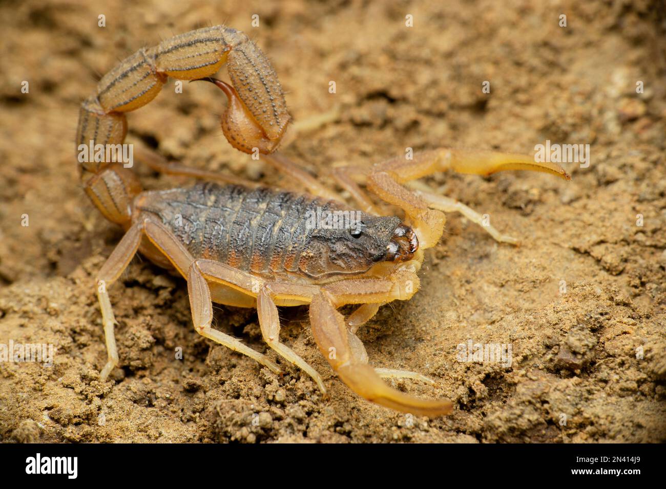 Indian red scorpion, Hottentotta tamulus, Satara, Maharashtra, India ...
