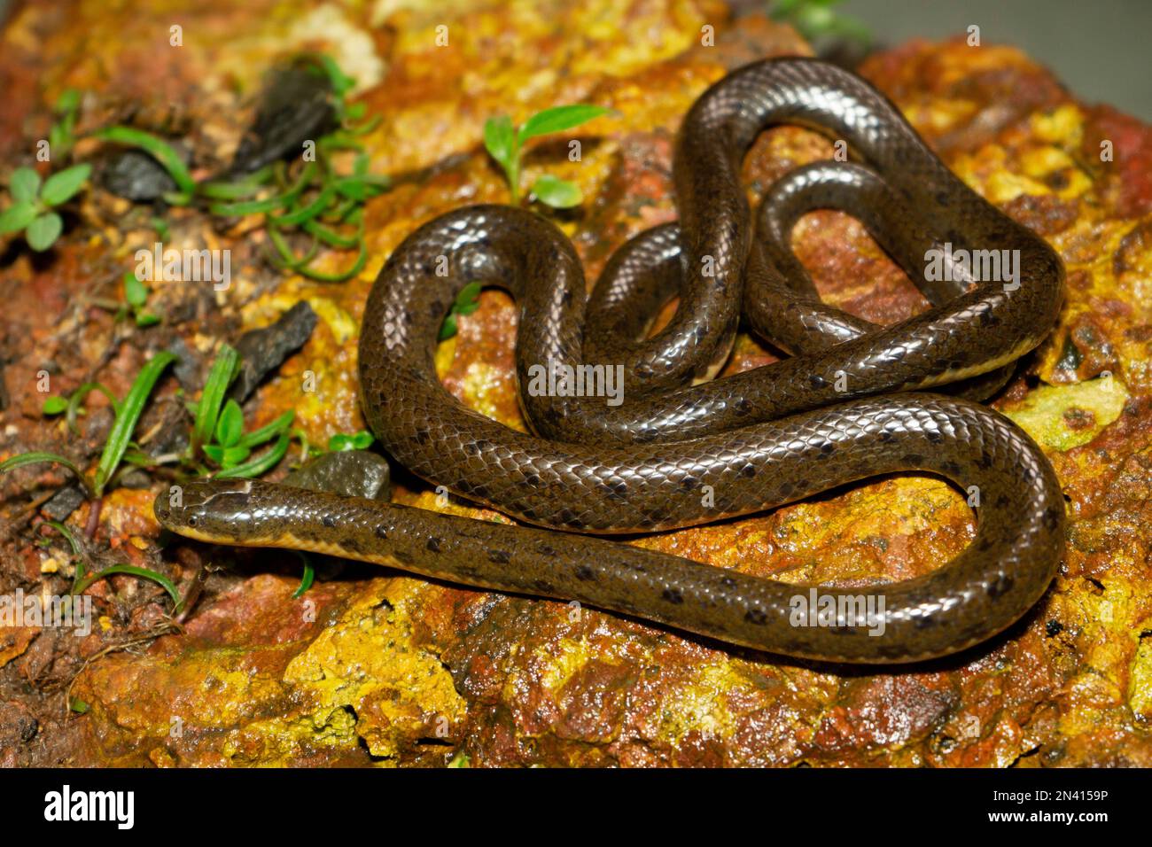 Olive forest snake, Rhabdops aquaticus, endemic to western ghats ...