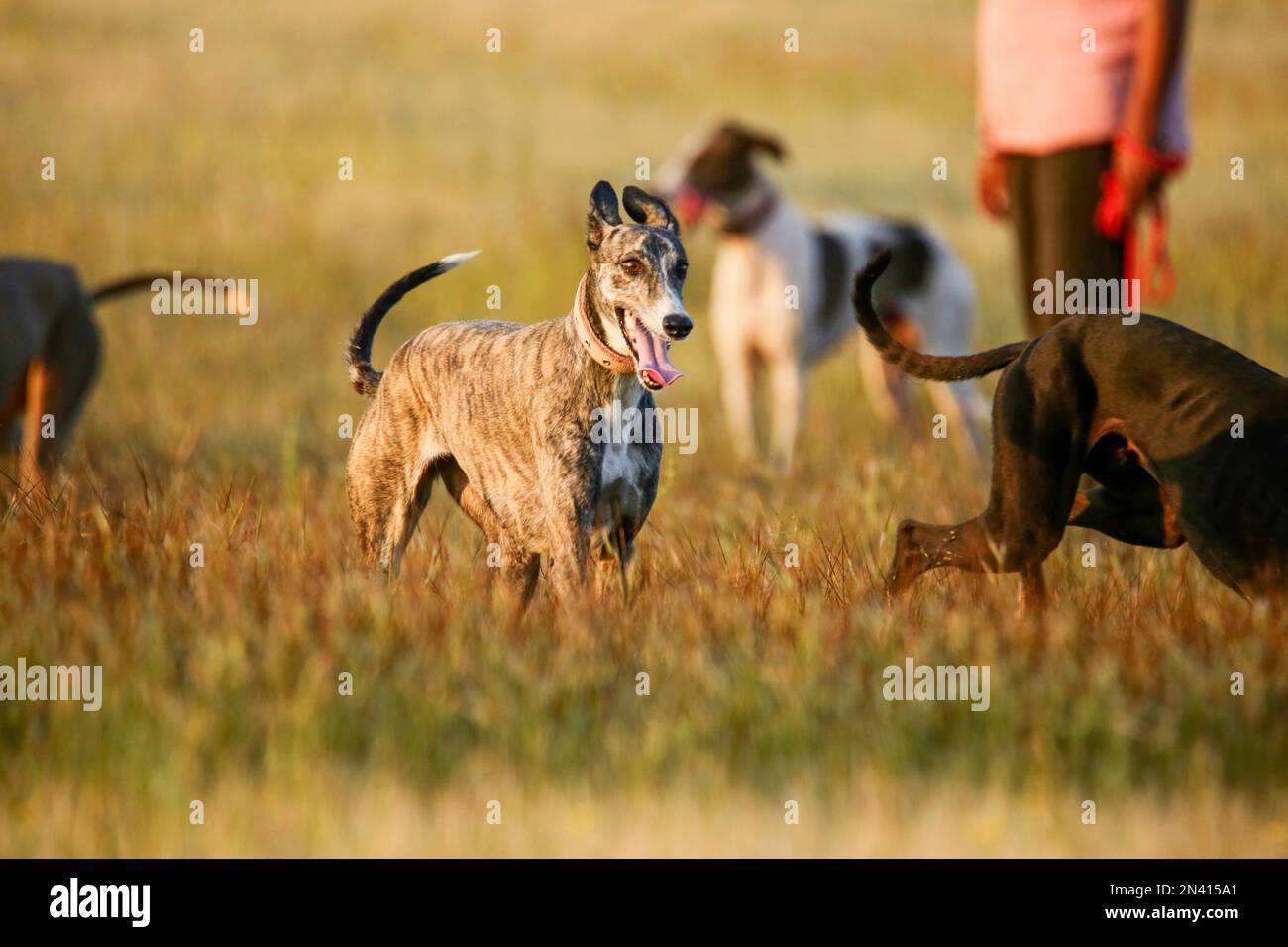 Mudhol hound breed, pochers use them for hunting, Satara, Maharashtra ...